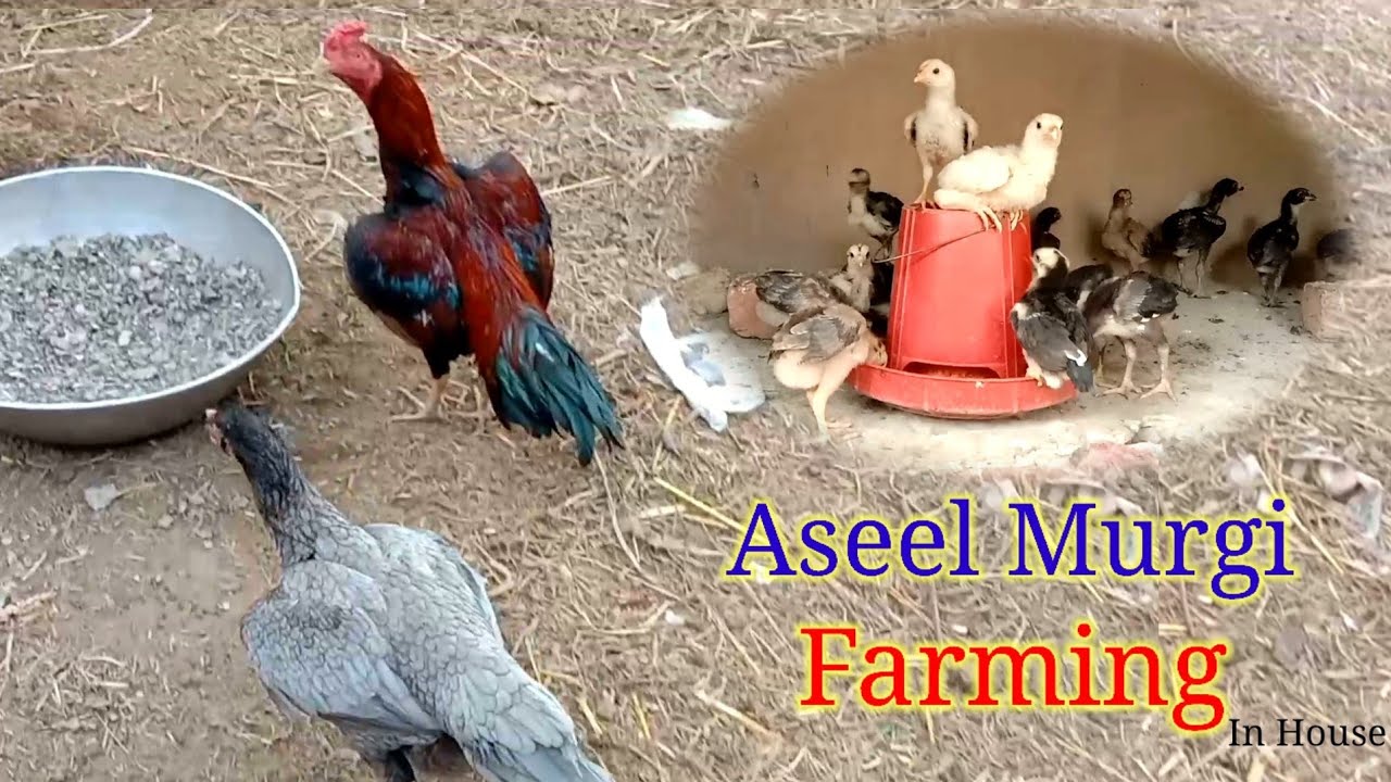 Aseel Hen farm with chicks for sale | Aseel farming | vlog - YouTube