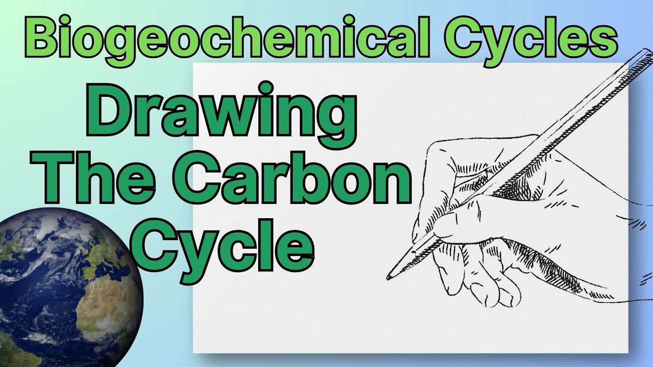 Biogeochemical Cycles: Drawing The Carbon Cycle - YouTube