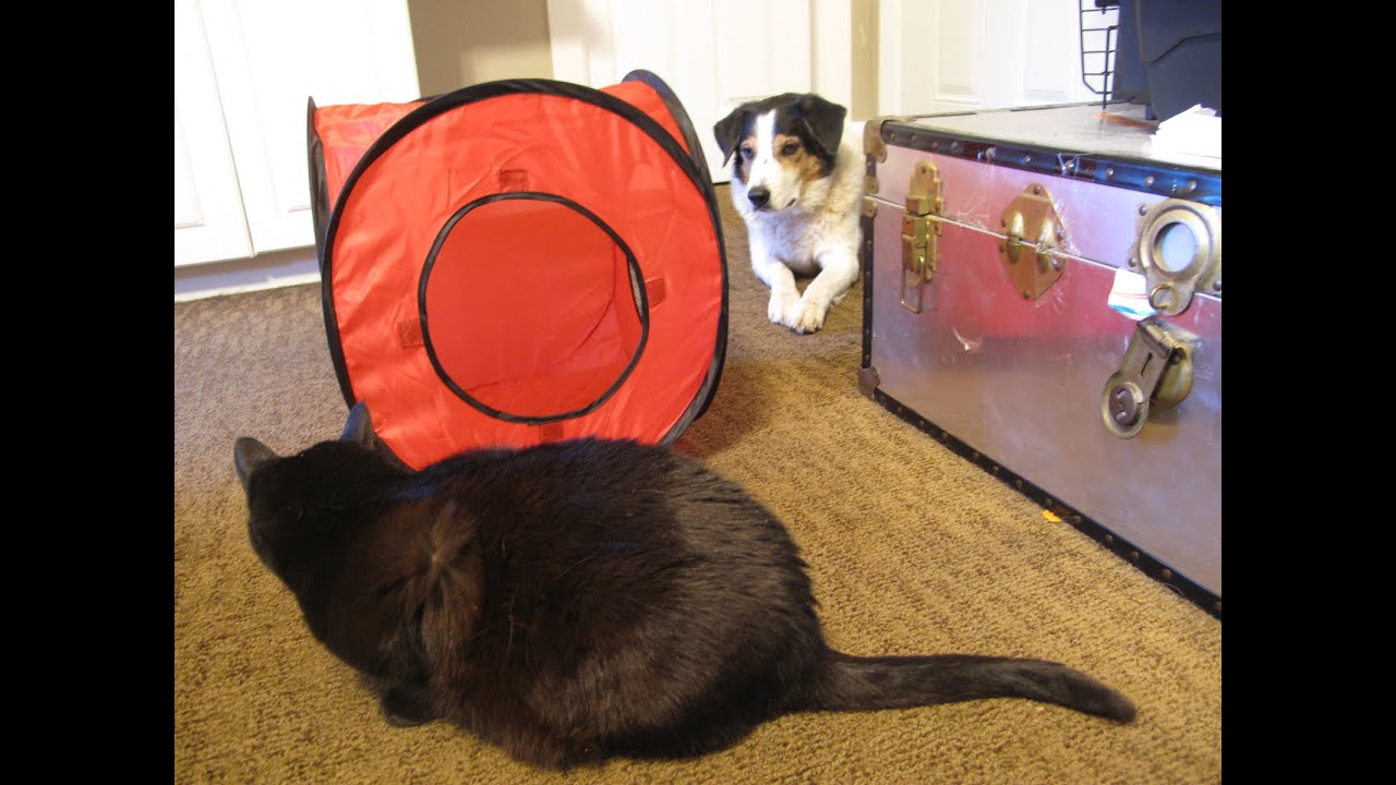 Relaxed Cat...Neurotic, Obsessed Dog - YouTube