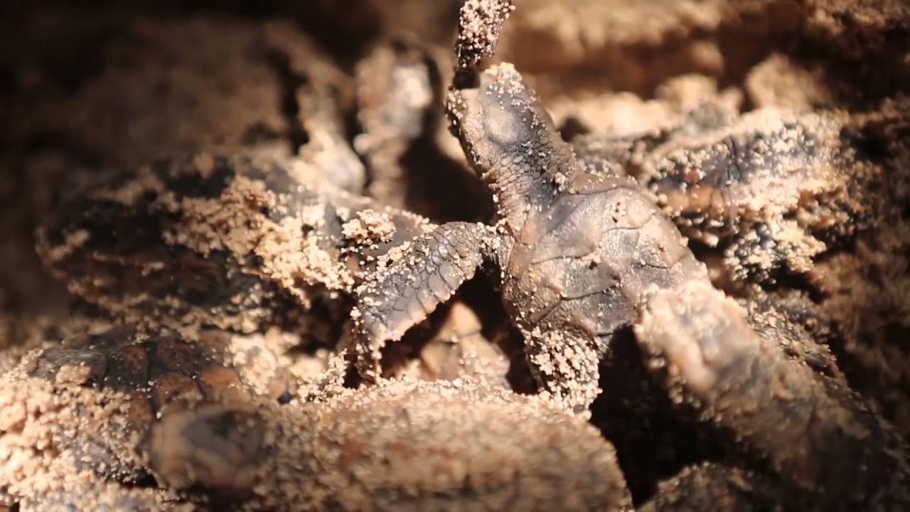 Saving Sea Turtles in the Solomon Islands - YouTube