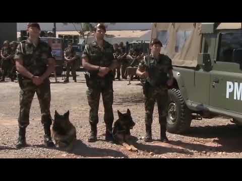 Entrenamiento k-9 - YouTube