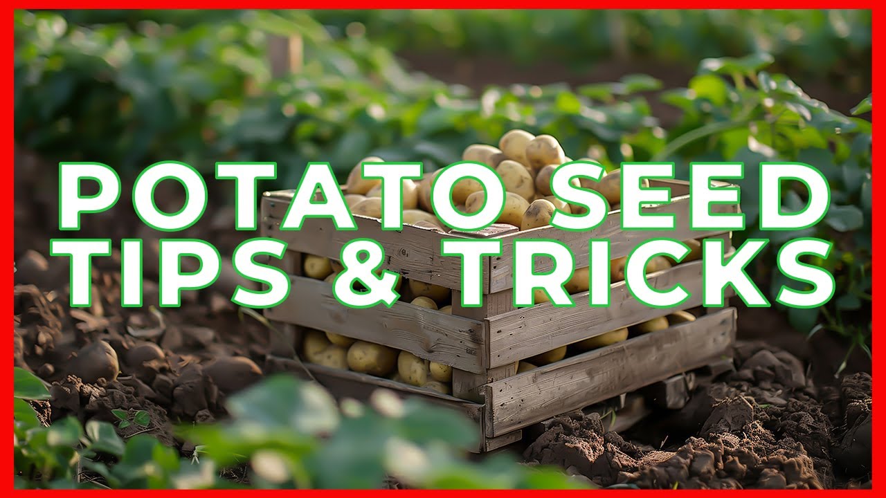 How to Plant Seed Potatoes: Tips for Getting Them in the Ground - YouTube
