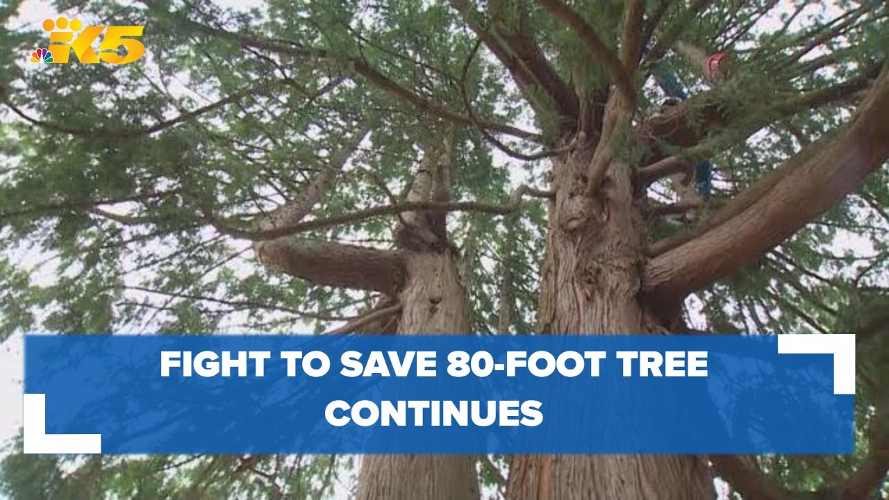 Supporters bring fight to save cedar in Seattle's Wedgwood neighborhood ...
