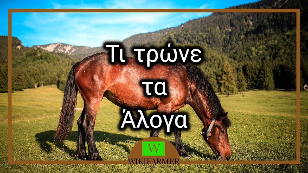 Πώς να ταΐσετε τα άλογα - YouTube
