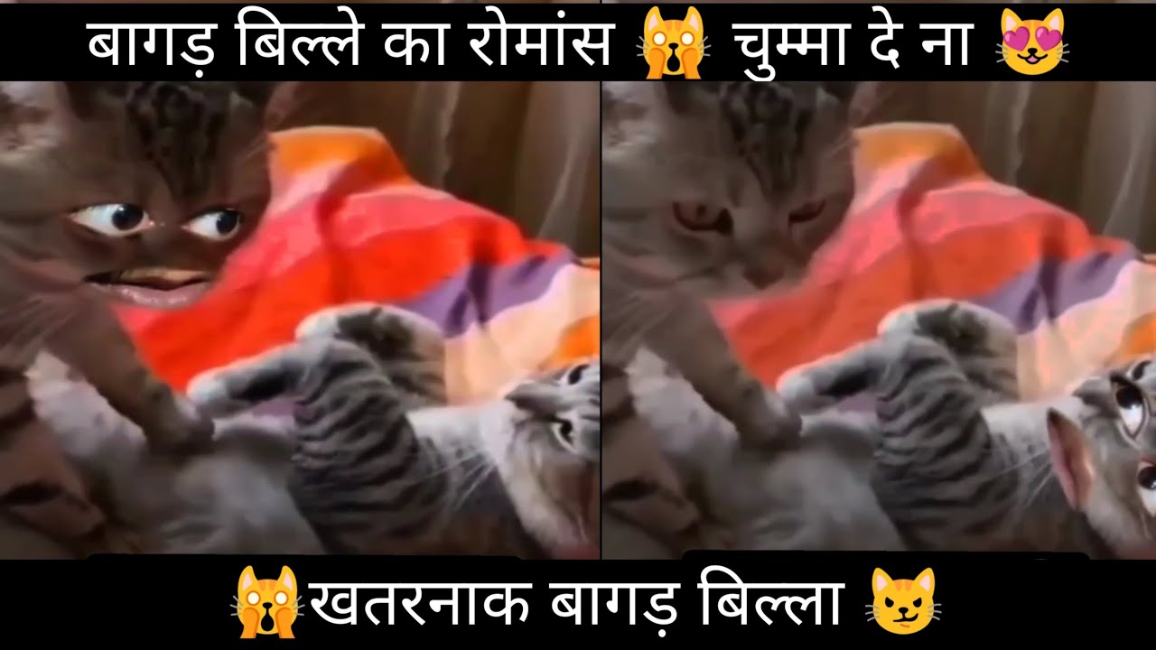 Bagad Billa full comedy scenes/🙀romanticBilla😻 #funnyvideo #comedy #fun ...