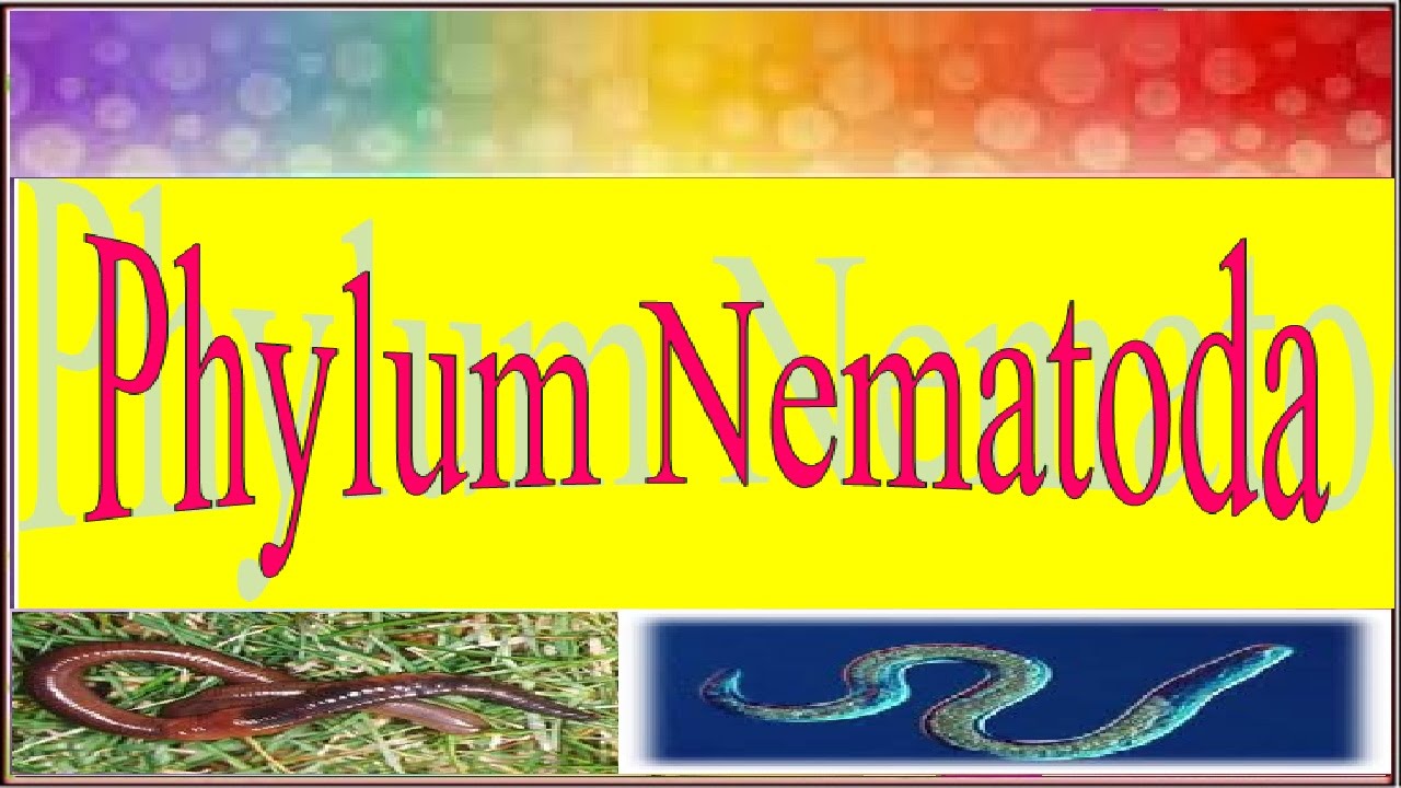 Phylum Nematoda Characteristics