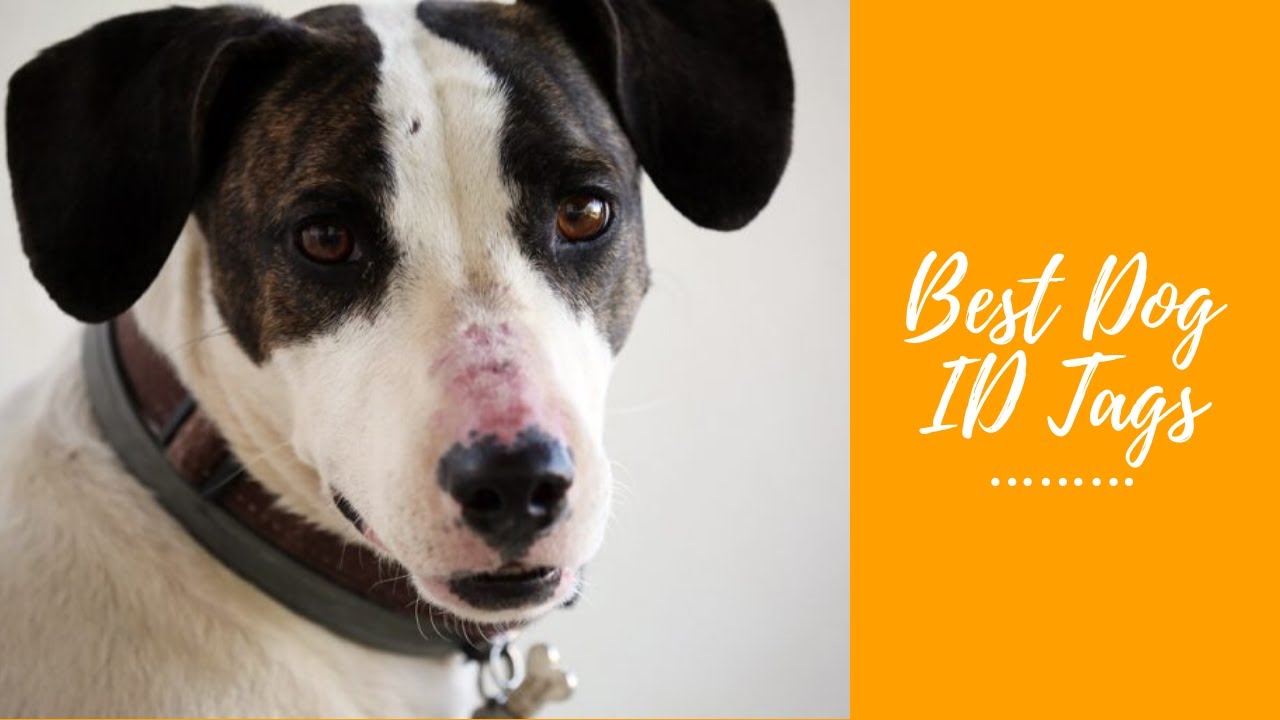 Best Dog ID Tags YouTube best-dog-id-tags-youtube