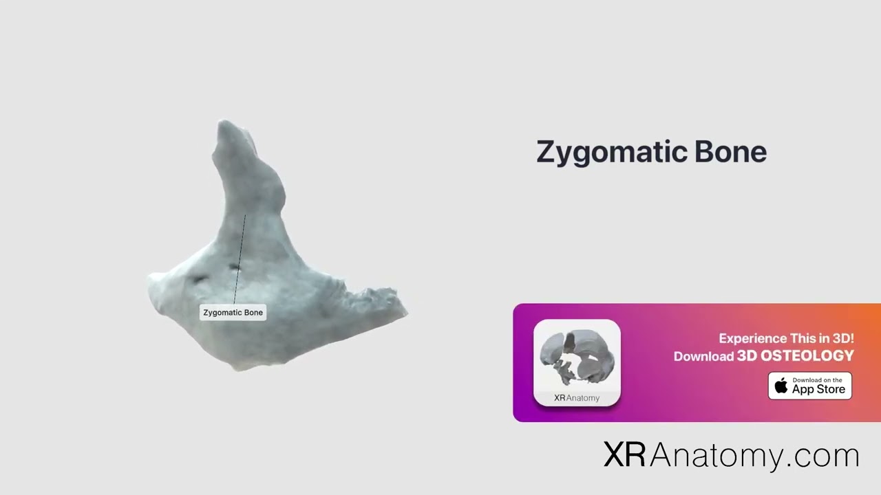 Zygomatic Anatomy