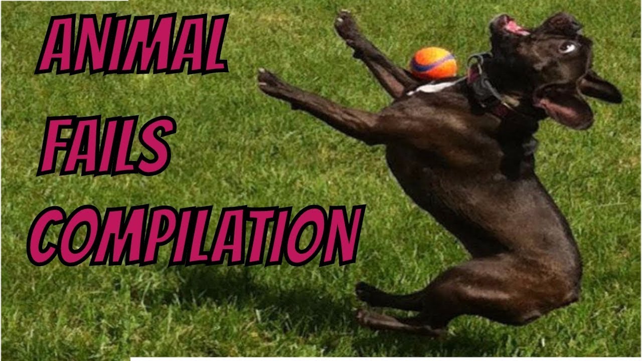 Animal Fails Compilation - YouTube