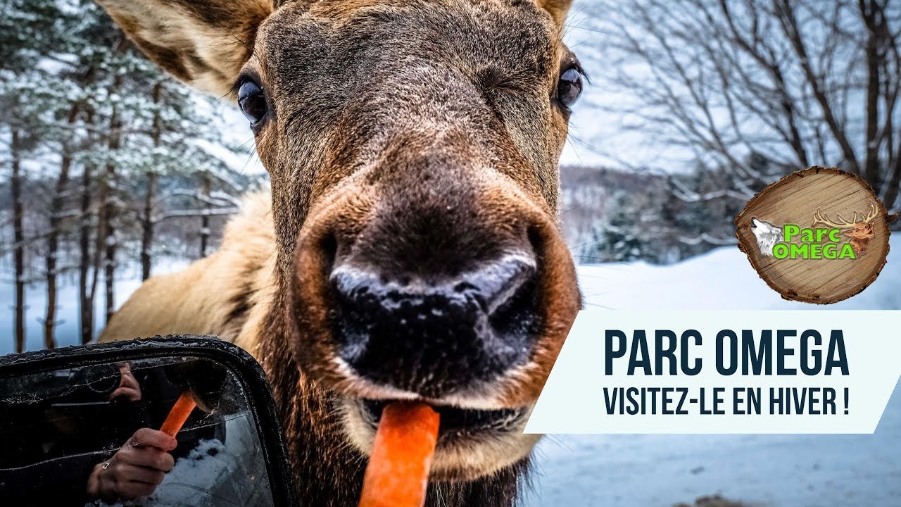 Quoi faire cet hiver ? Visitez le Parc Oméga - C'est un monde à ...