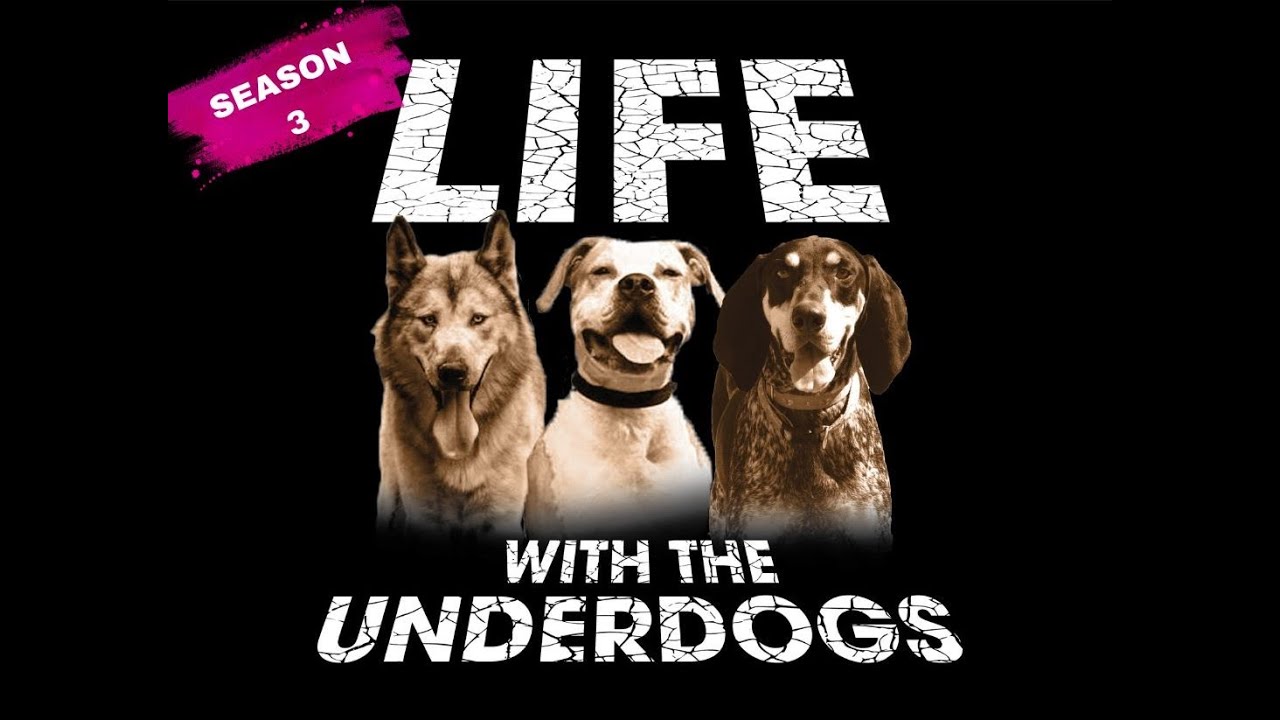LIFE WITH THE UNDERDOGS - Girl Power (Season3/Ep 8) - YouTube