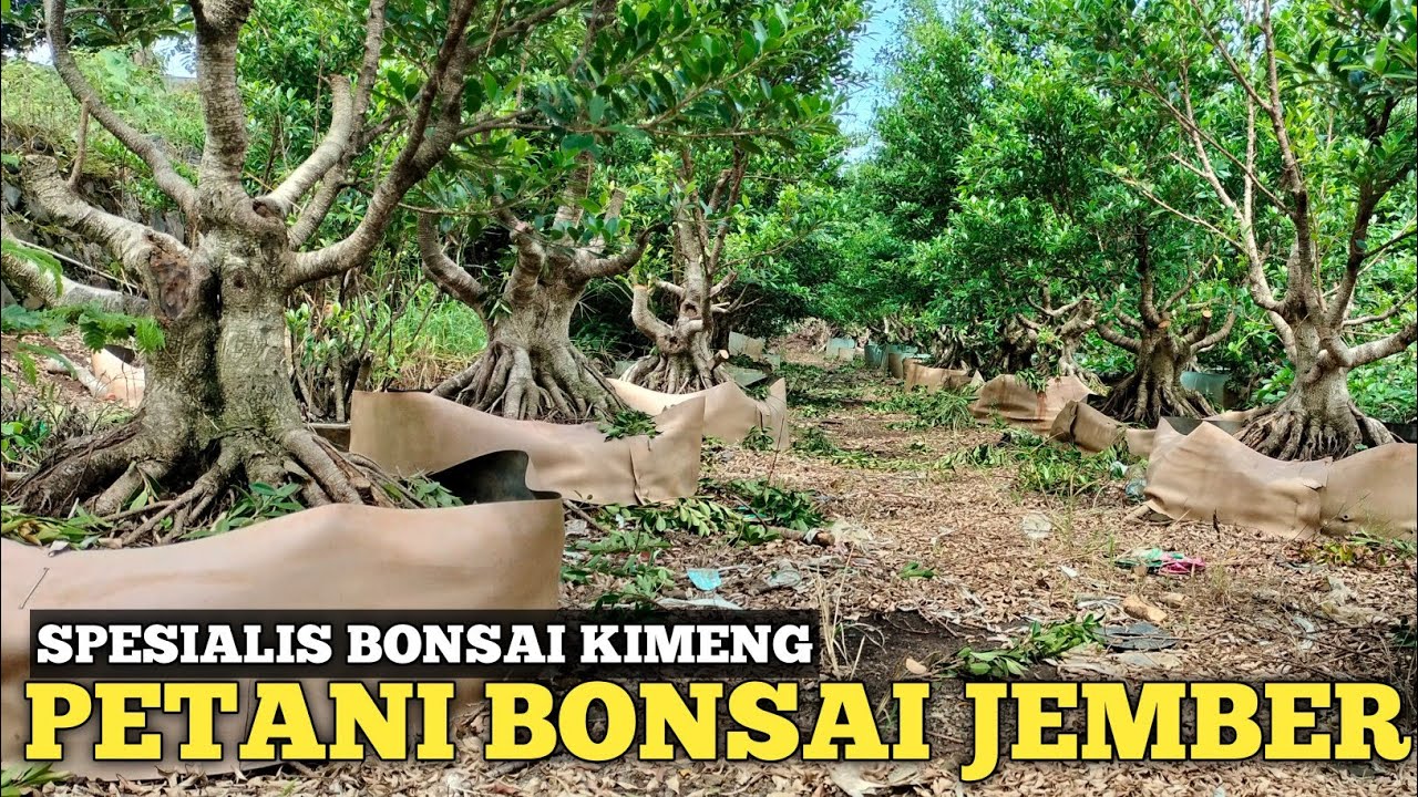 UPDATE TERBARU LAHAN BONSAI KIMENG DIJEMBER TERBESAR!! KAWASAN JEMBER ...