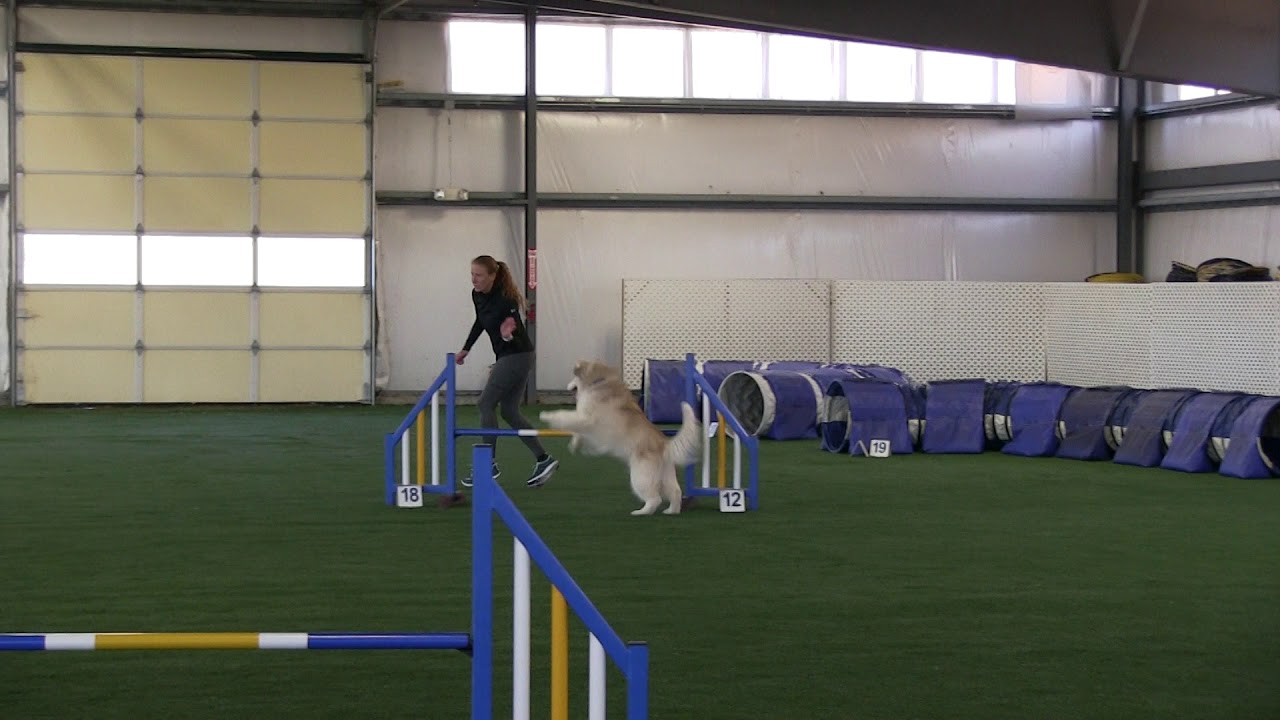 Kiszy UKI Master Agility March 23 2019 Barto - YouTube