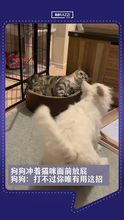 猫咪:我不是人,但你是真的狗😂 88razzi 狗狗 猫咪 面前 放屁 搞笑 Youtube