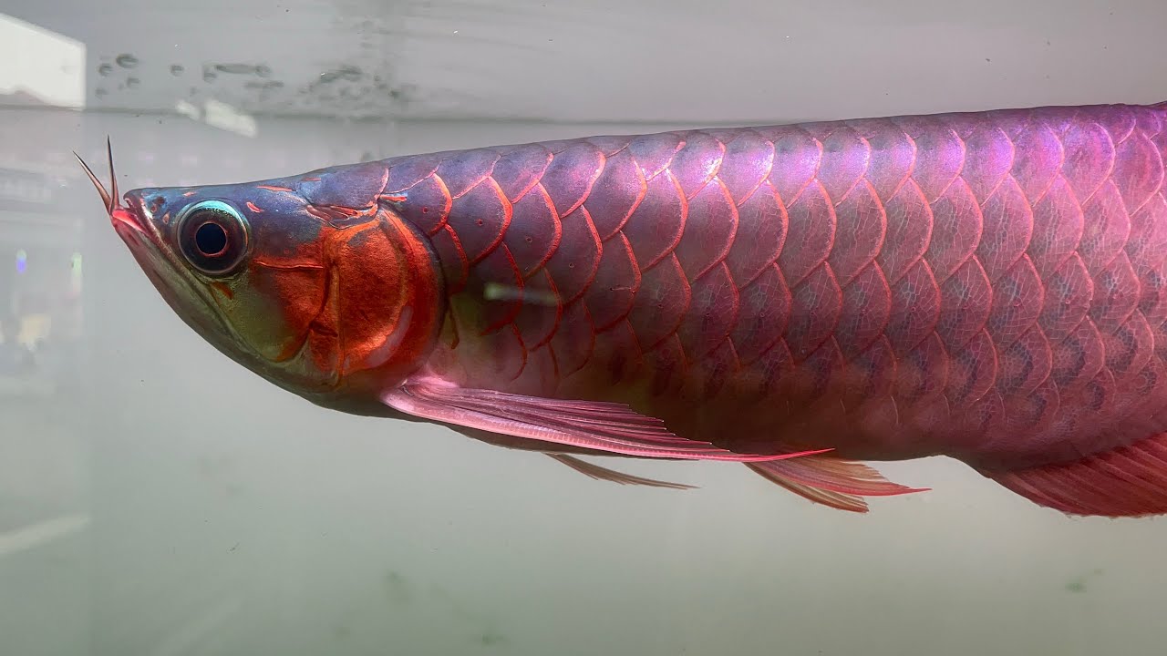 Salah satu arowana super red Dari sepauk yang aku tengah groming di ...