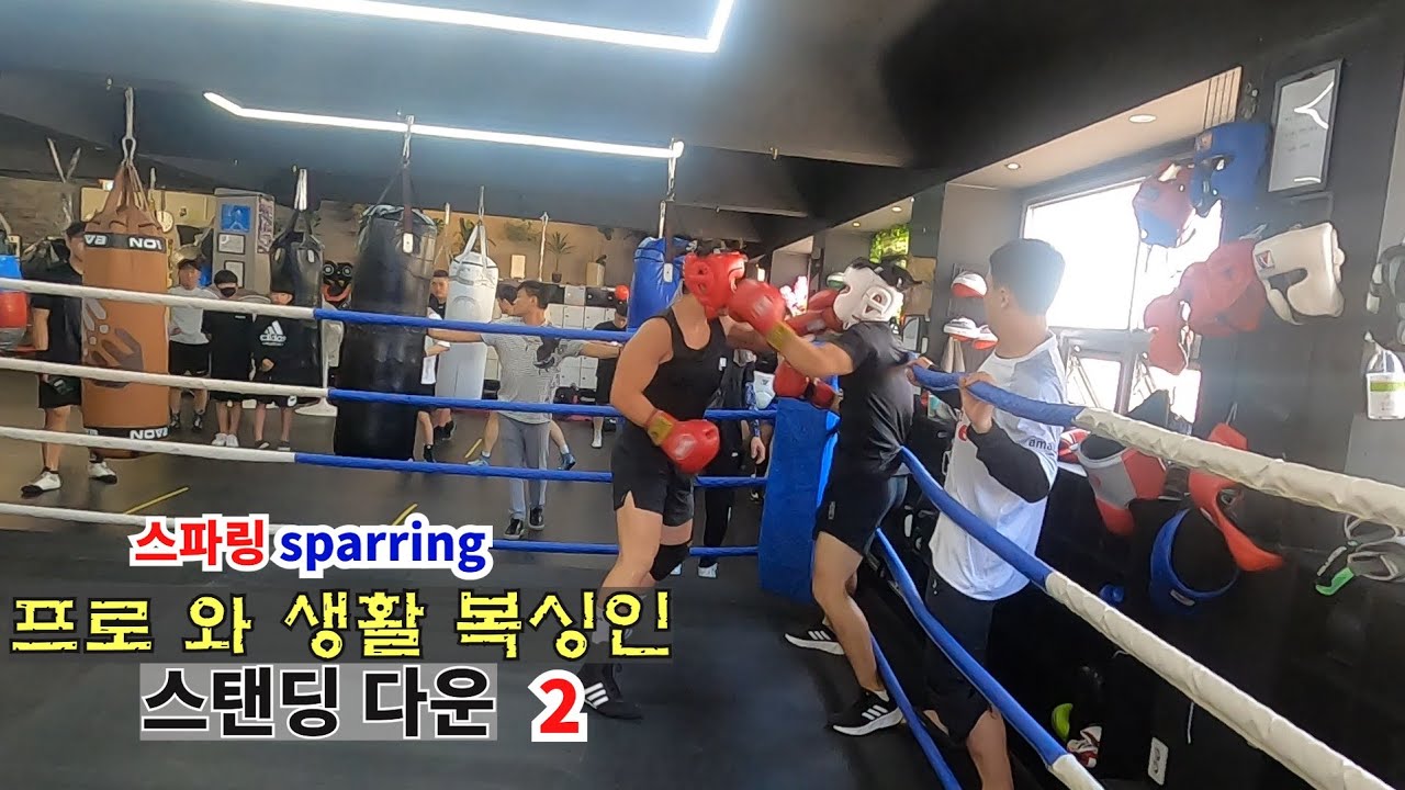 프로 4라운드 생활 복싱인 스파링 스탠딩 다운만 두번 Boxing 권투 스파링 프로복싱 생활복싱 다이어트복싱 챔피언