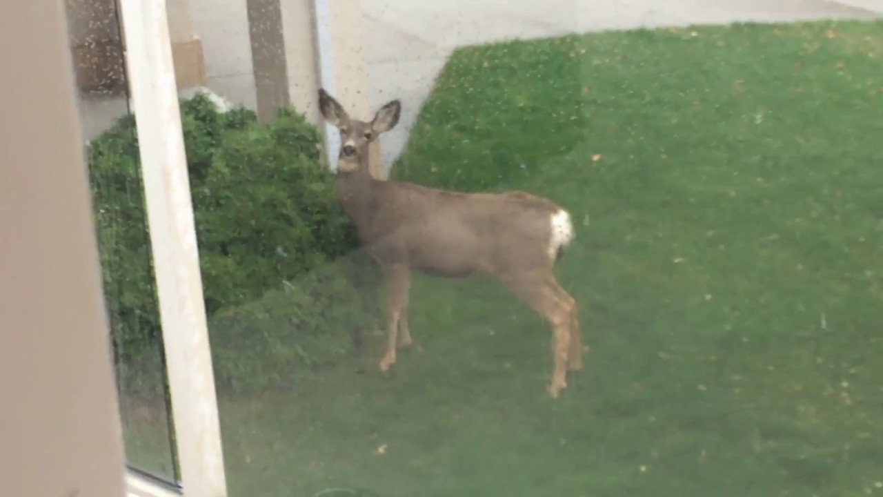 STUPID DEER! - YouTube