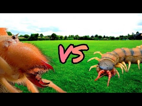 5 BATALHAS DE INSETOS FILMADAS POR CÂMERAS - YouTube