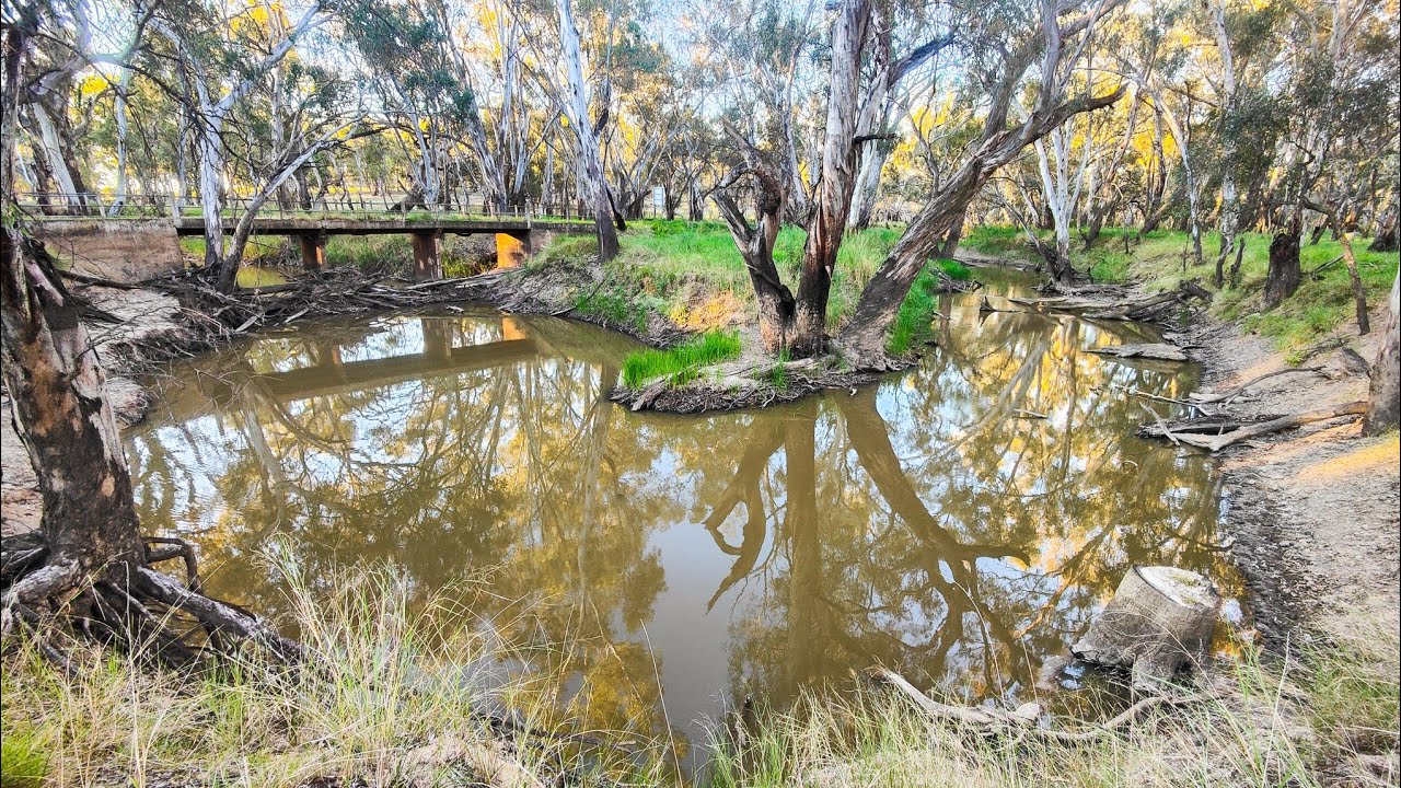Yabbying And Fishing In Billabong Creek, Using Carp As Yabby Bait - YouTube