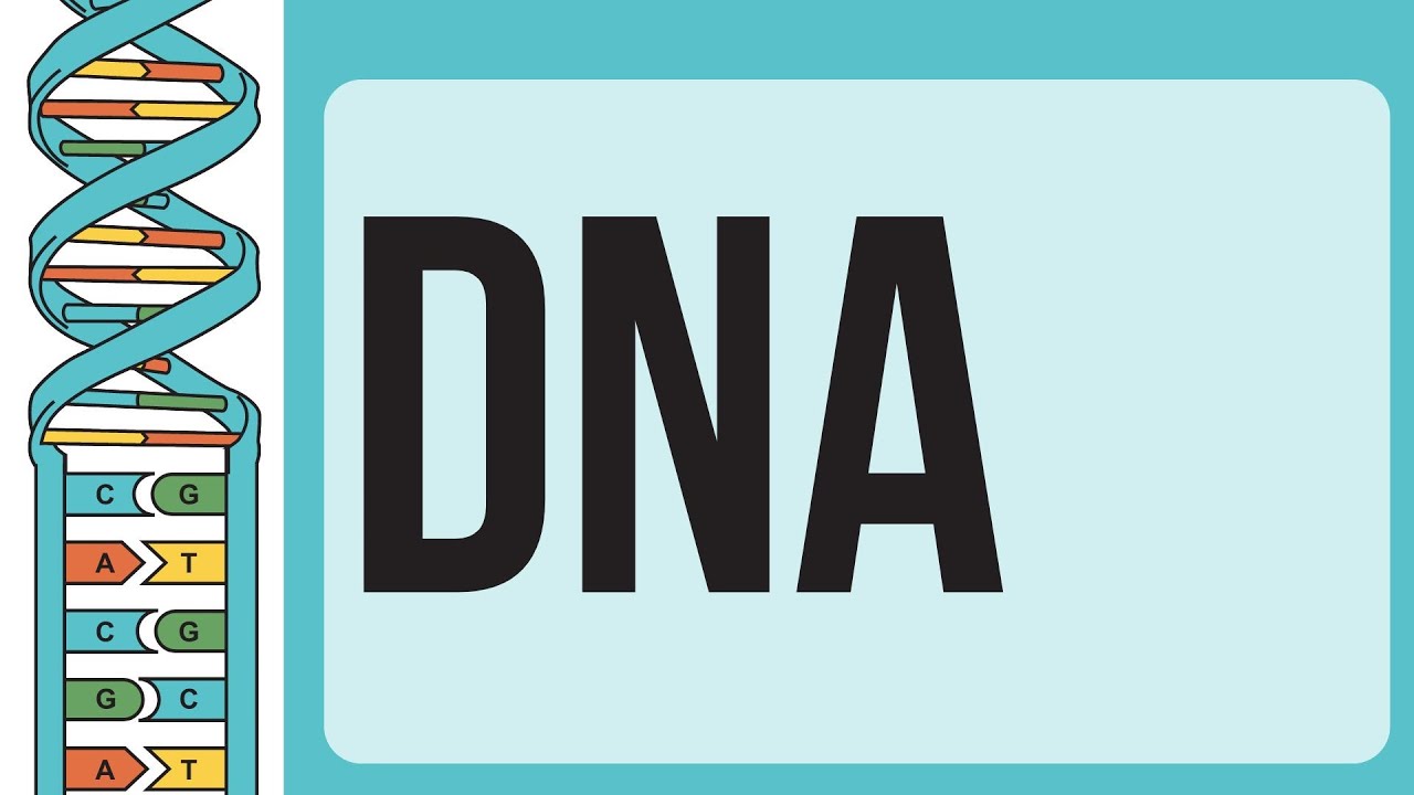 Circular vs. Linear DNA - YouTube