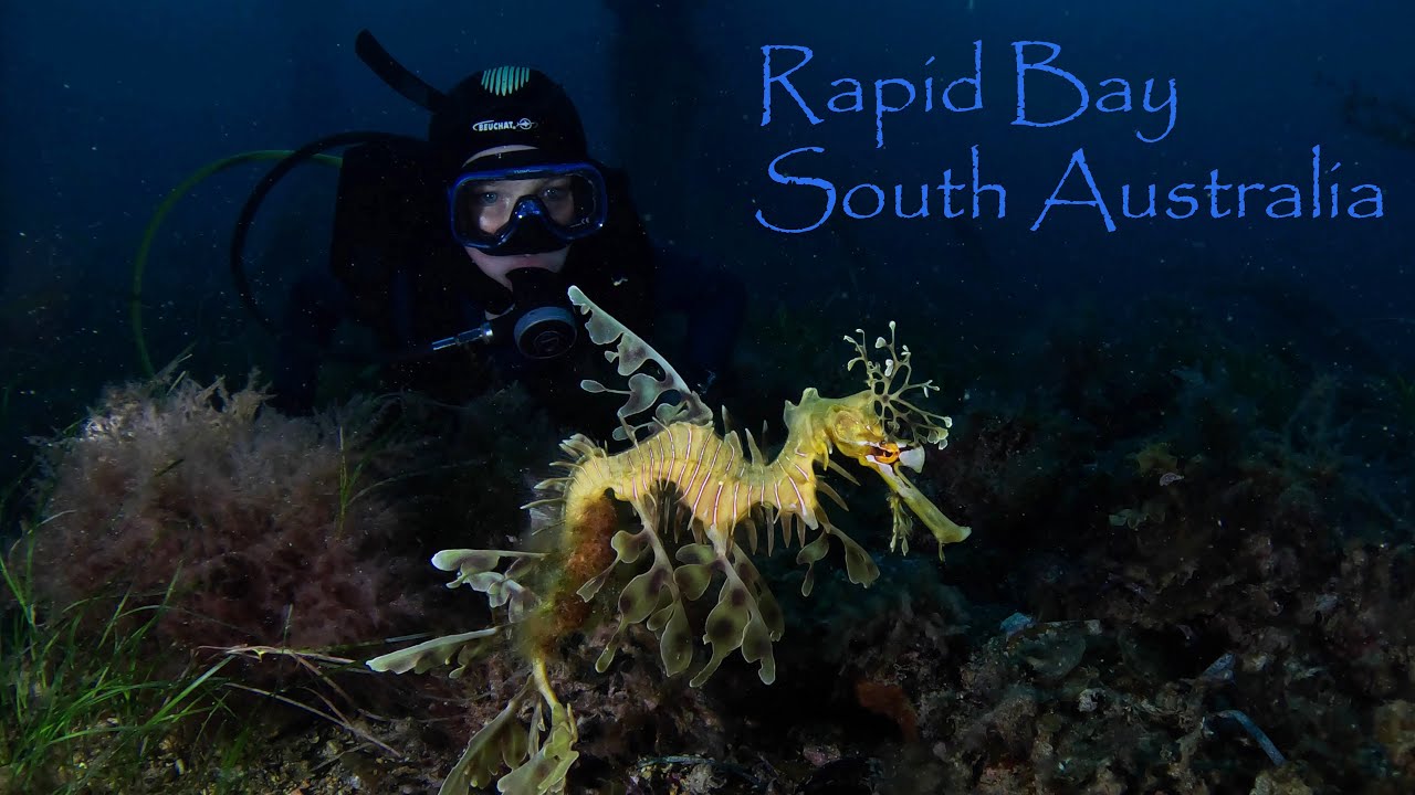 10 yr old diving Rapid Bay Jetty to find a Leafy Seadragon - YouTube