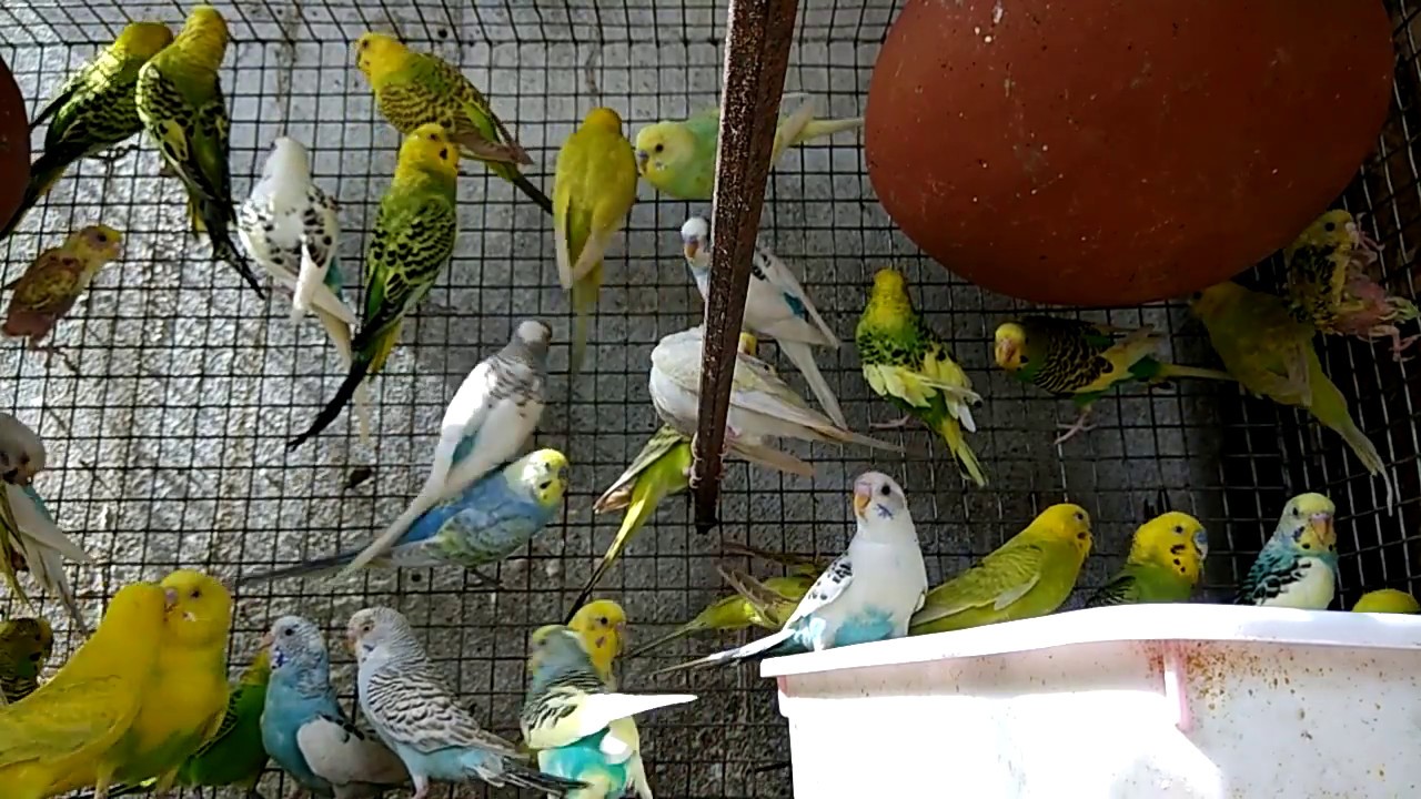 Rear Colour Parakeet || Must Watch || Indian Parrot || India Domestic ...