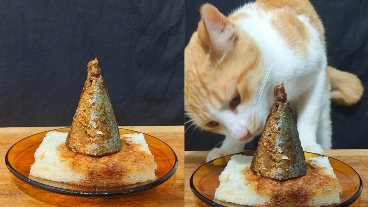 Hungry Cat eating Tuna curry | Cat Eating ASMR | 배고픈 고양이 | 고양이 | お腹を空かせ ...