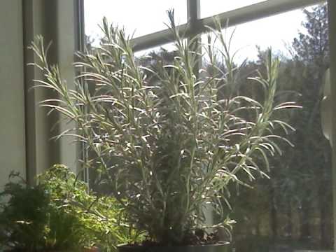 Helichrysum angustifolia - YouTube