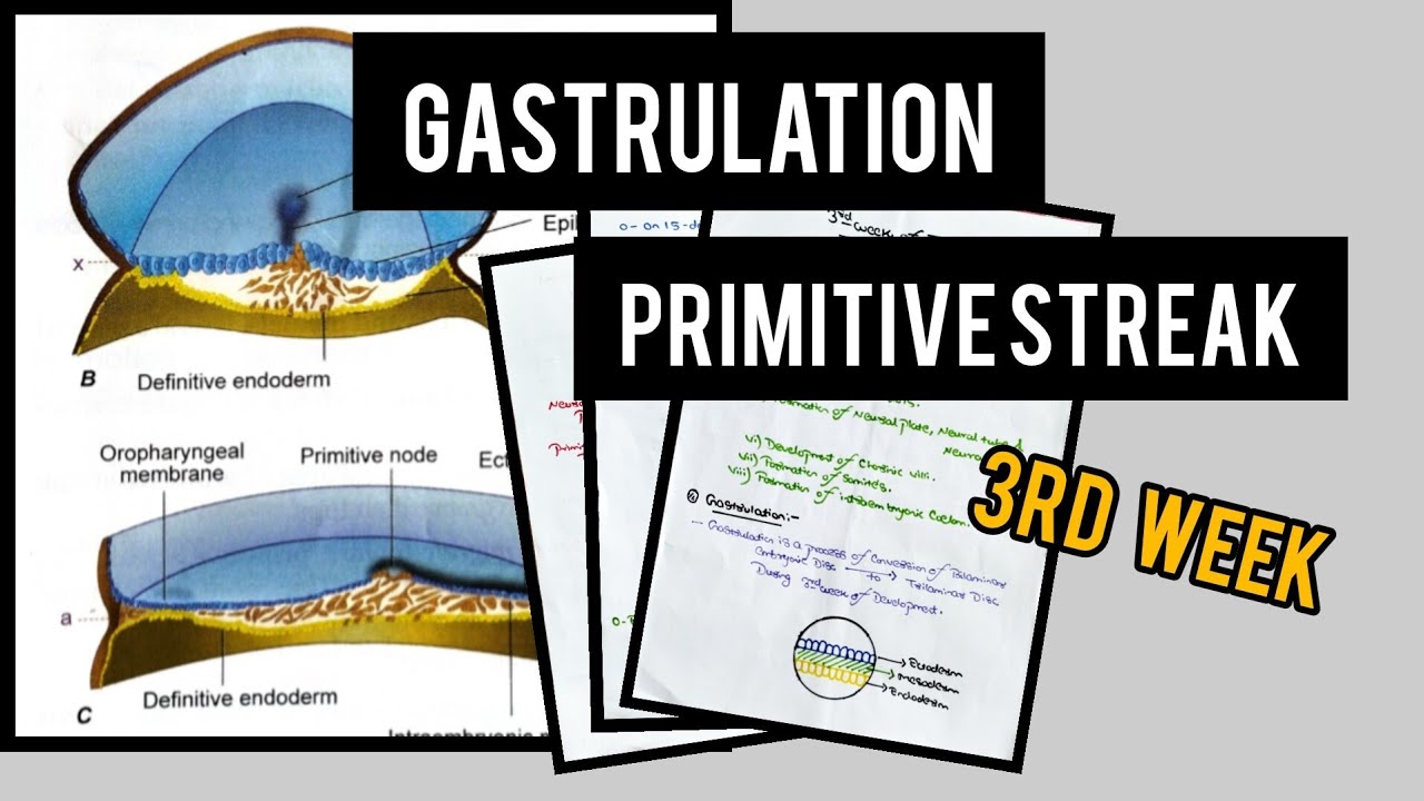 Primitive Streak and Gastrulation | 3rd Week | Embryology | Anatomy ...