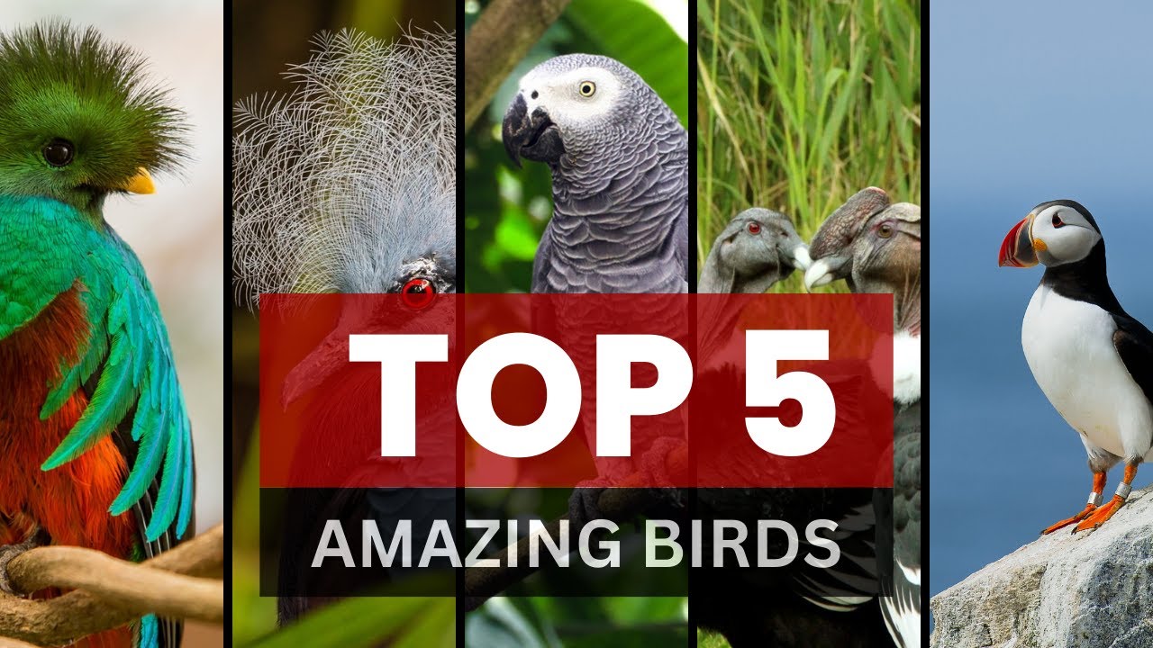 TOP 5 AMAZING BIRDS IN THE WORLD - YouTube