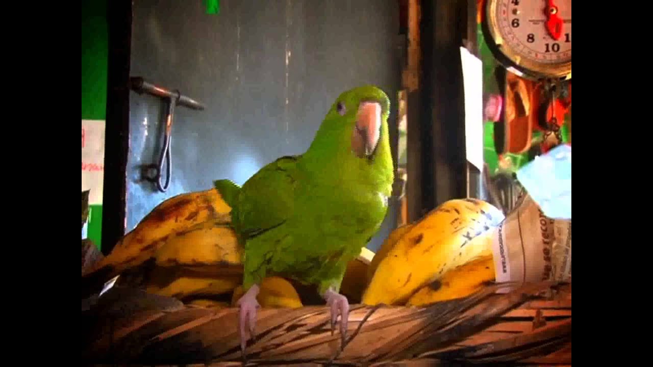El Perico Paco - Código 21 - YouTube