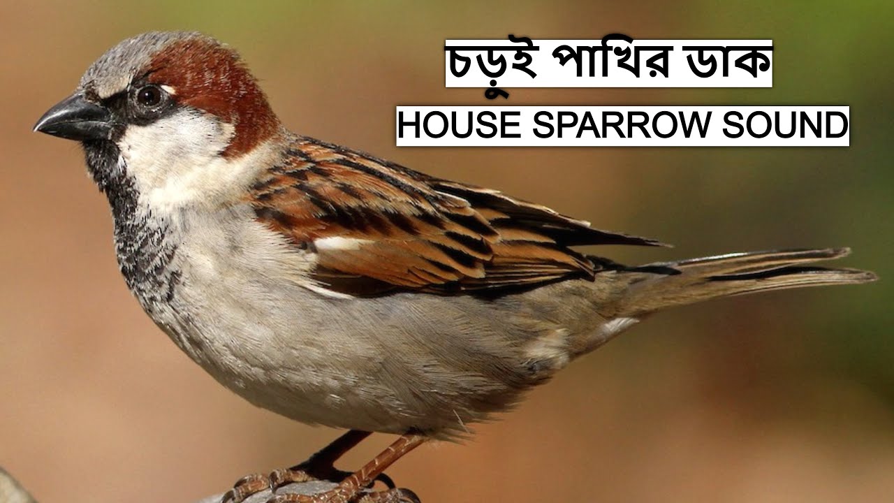 চড়ুই পাখির ডাক রিংটোন | House Sparrow Sound | Sparrow Bird Call ...