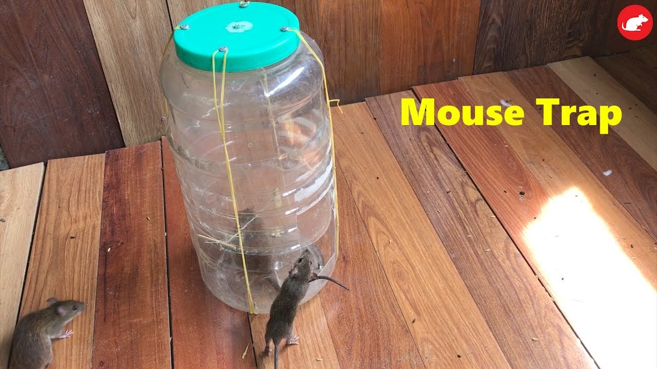 Water Bottle Mouse Trap Best Mouse Trap Handmade Glue Mouse Trap Youtube