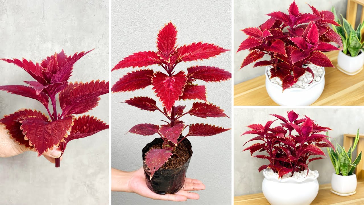 Ornamental Perilla Plant, Exploding Space With Colorful Colors, Super ...
