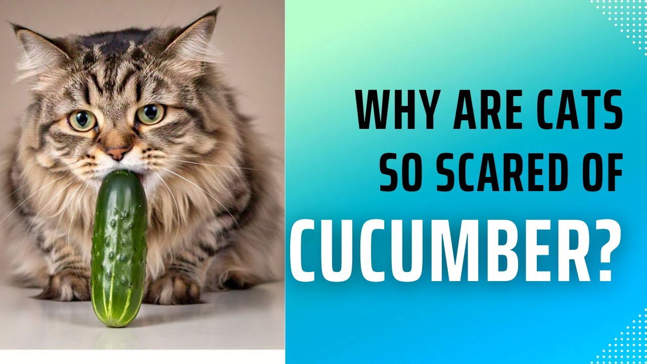 Why Are Cats So Scared of Cucumbers? The Surprising Reason! - YouTube