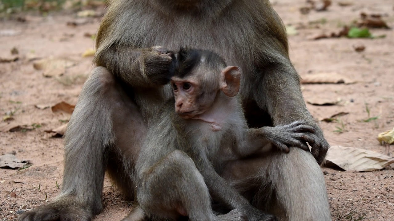 After KO now he get better /ak monkey zone/ - YouTube