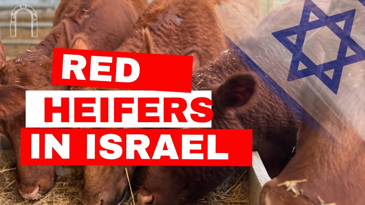 Red Heifers in Israel (2024) - YouTube
