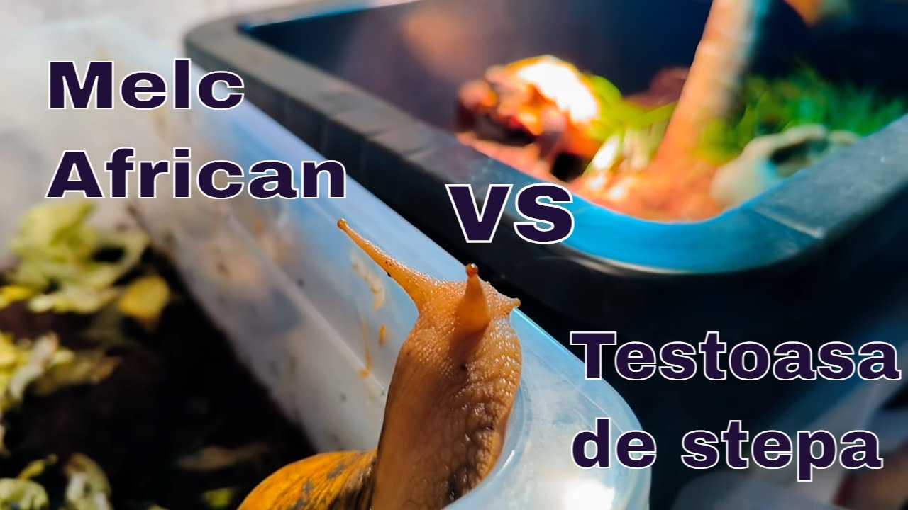 Melc african își cheamă la masa vecina țestoasă.Melcul Prietenos și ...
