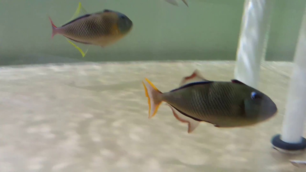 Crosshatch Trigger $749 - Hawaii - YouTube