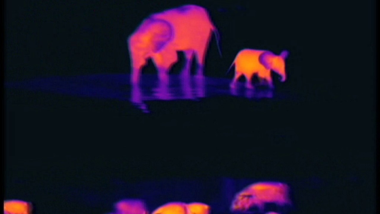 Thermal Imaging - Understanding Elephant Behavior - YouTube