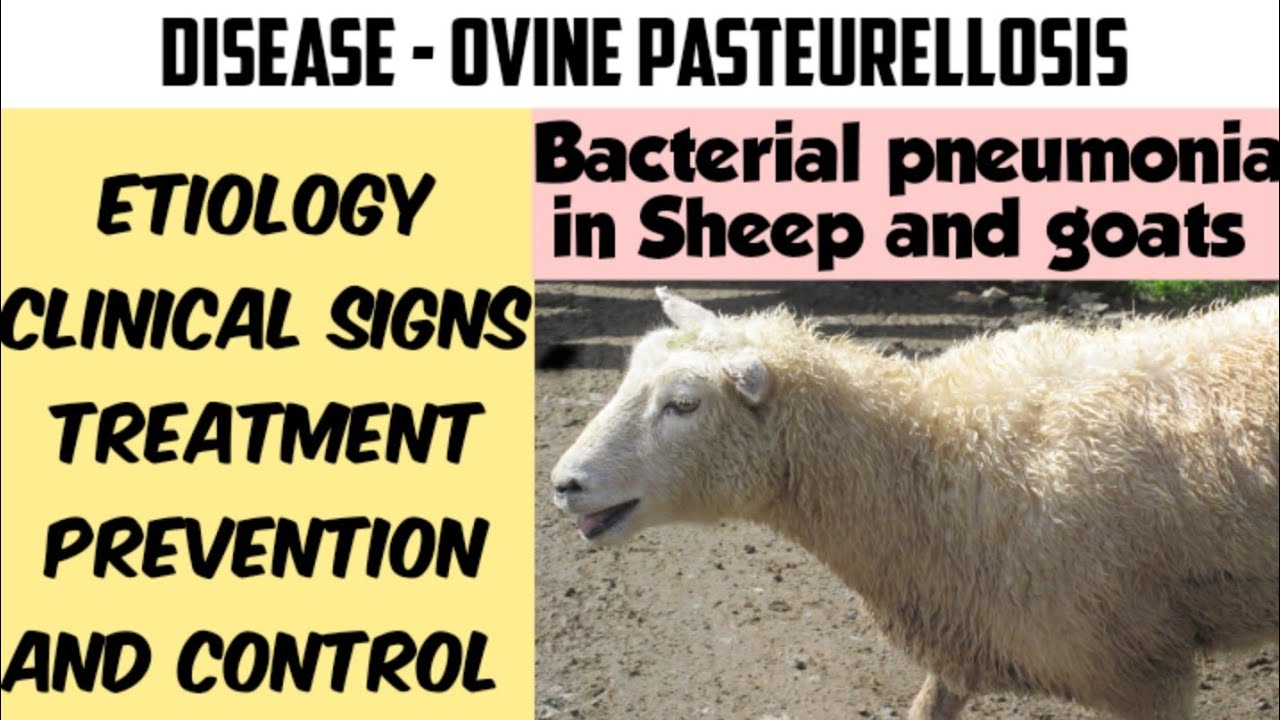 Ovine pasteurellosis | Bacterial pneumonia | Etiology , clinical signs ...