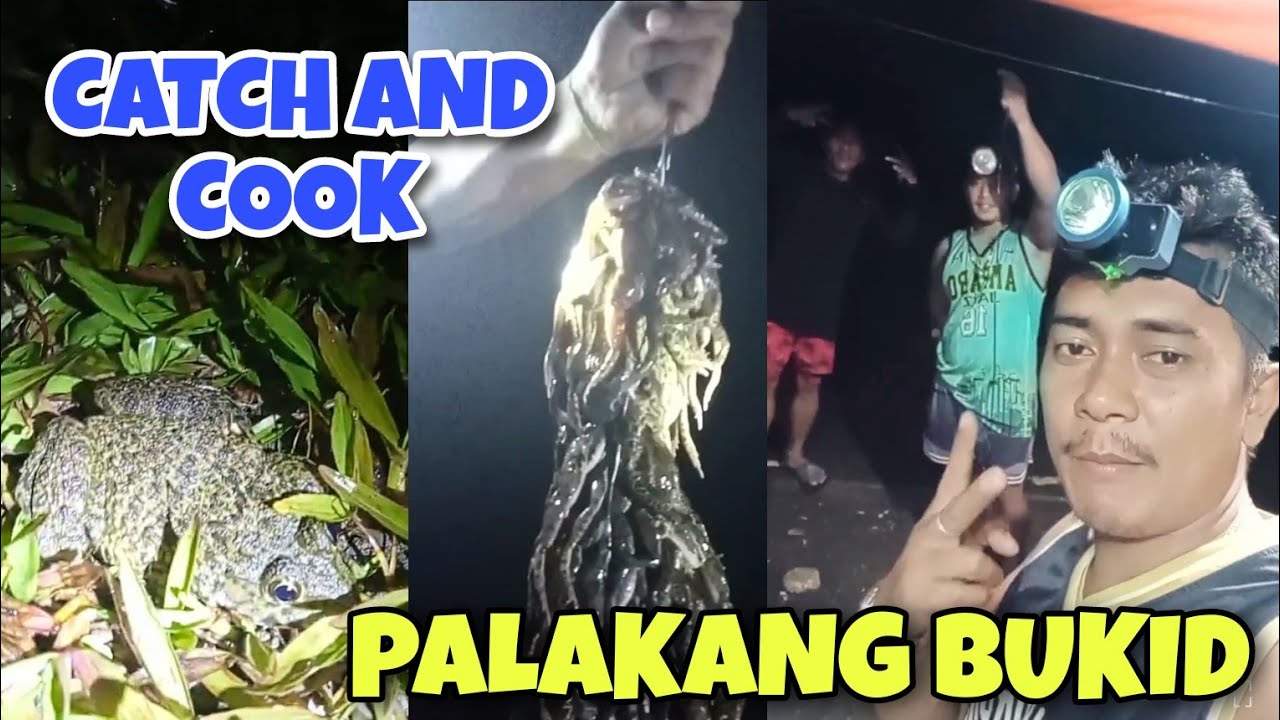 PAANO MANGHULI NG PALAKANG BUKID | AMAZING HUNTING FROGS #frog #frogs # ...