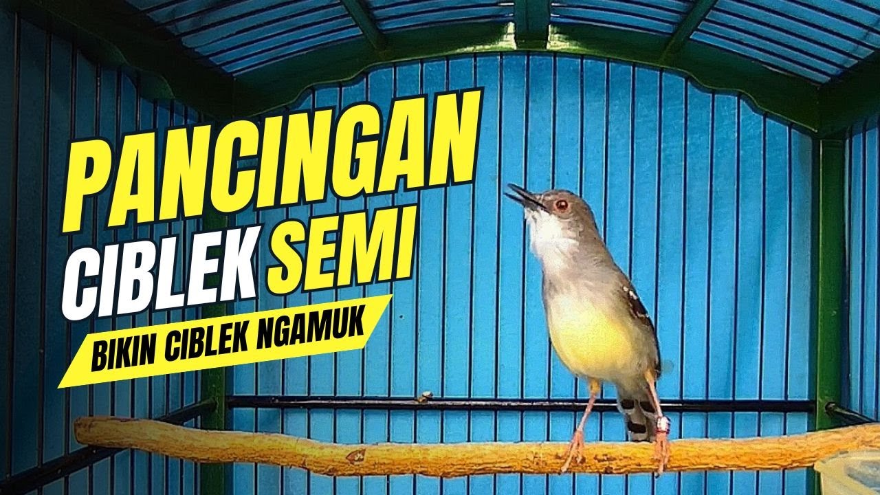 CIBLEK SEMI GACOR VARIASI UNTUK PIKAT DAN PANCINGAN CIBLEK KRISTAL DAN ...