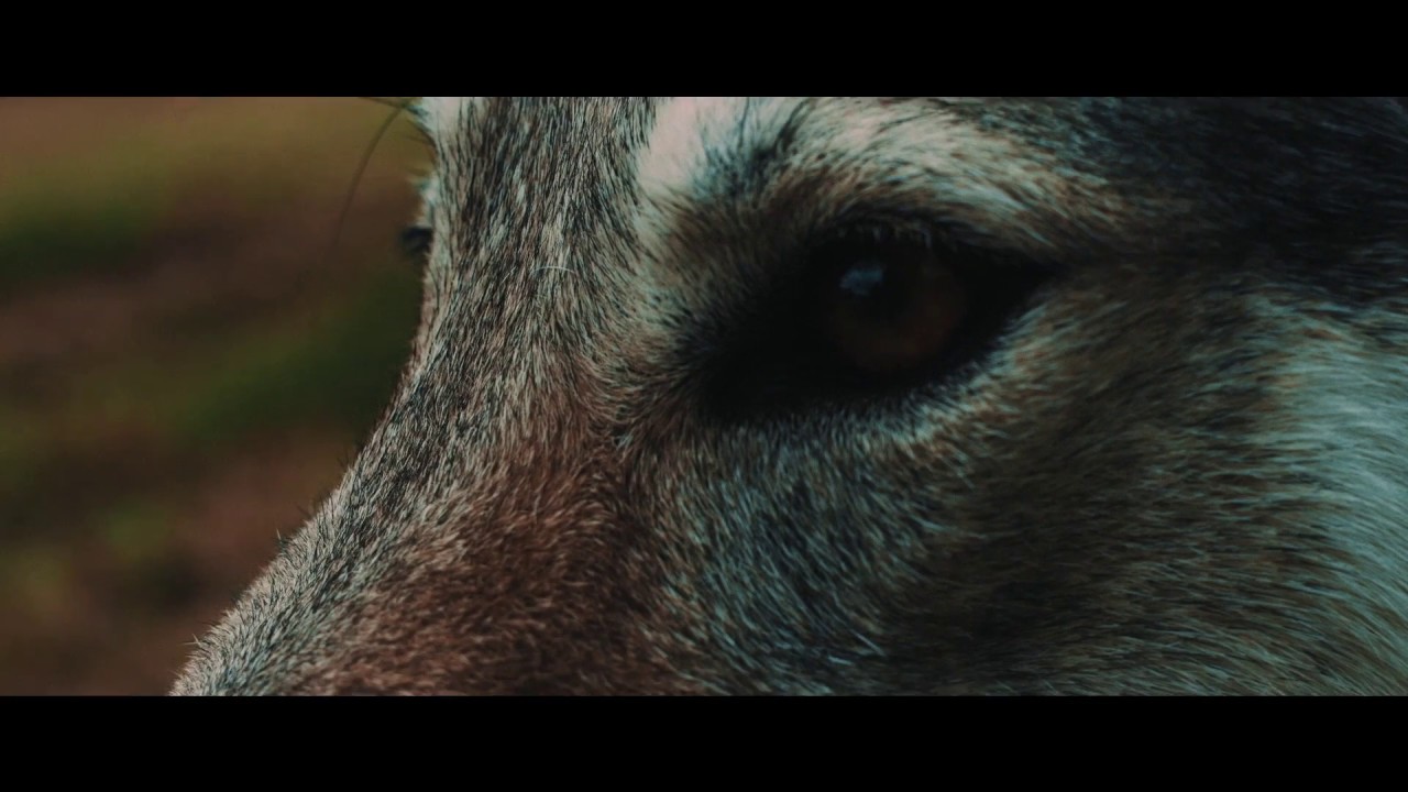 Wolf Species Alphawolves