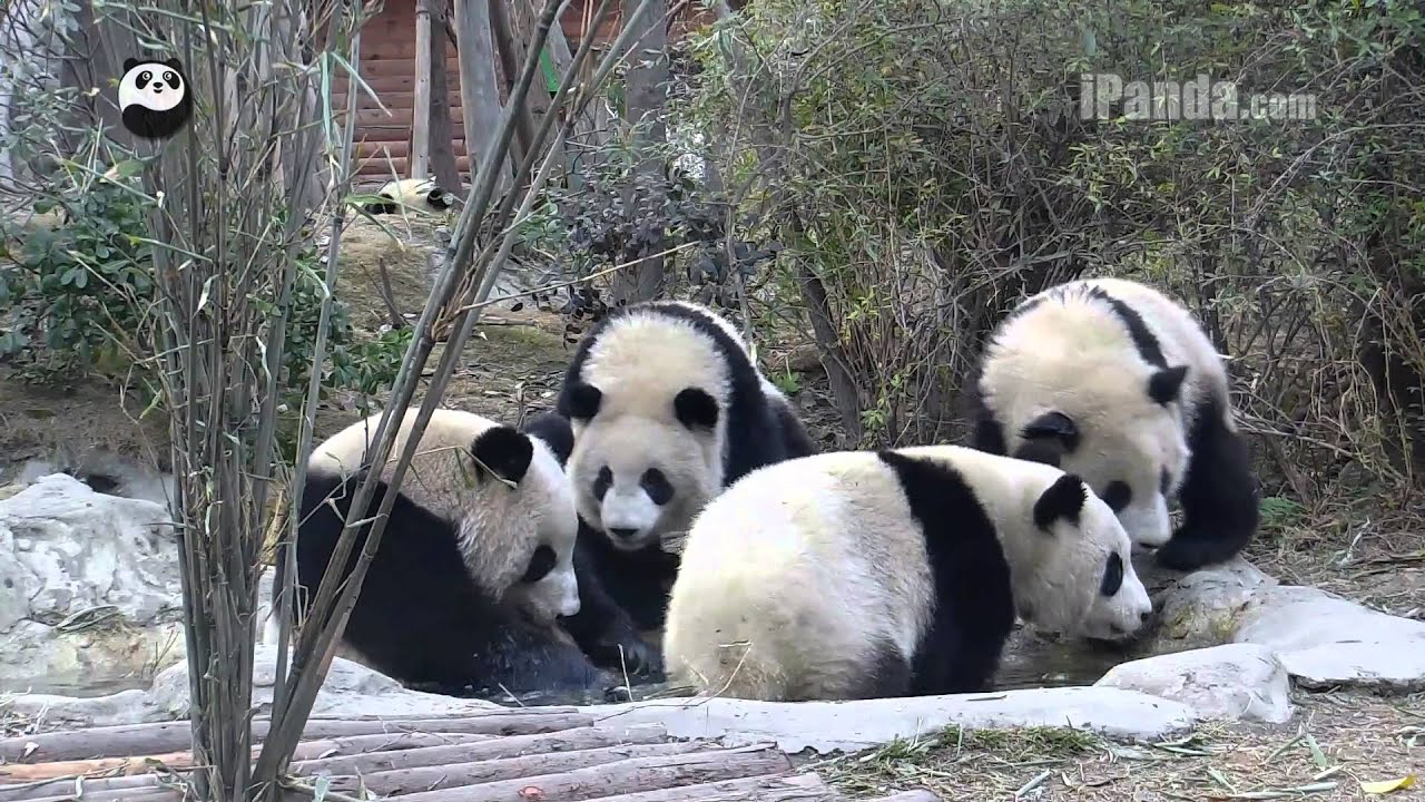 Pandas enjoying a pool bath together - YouTube