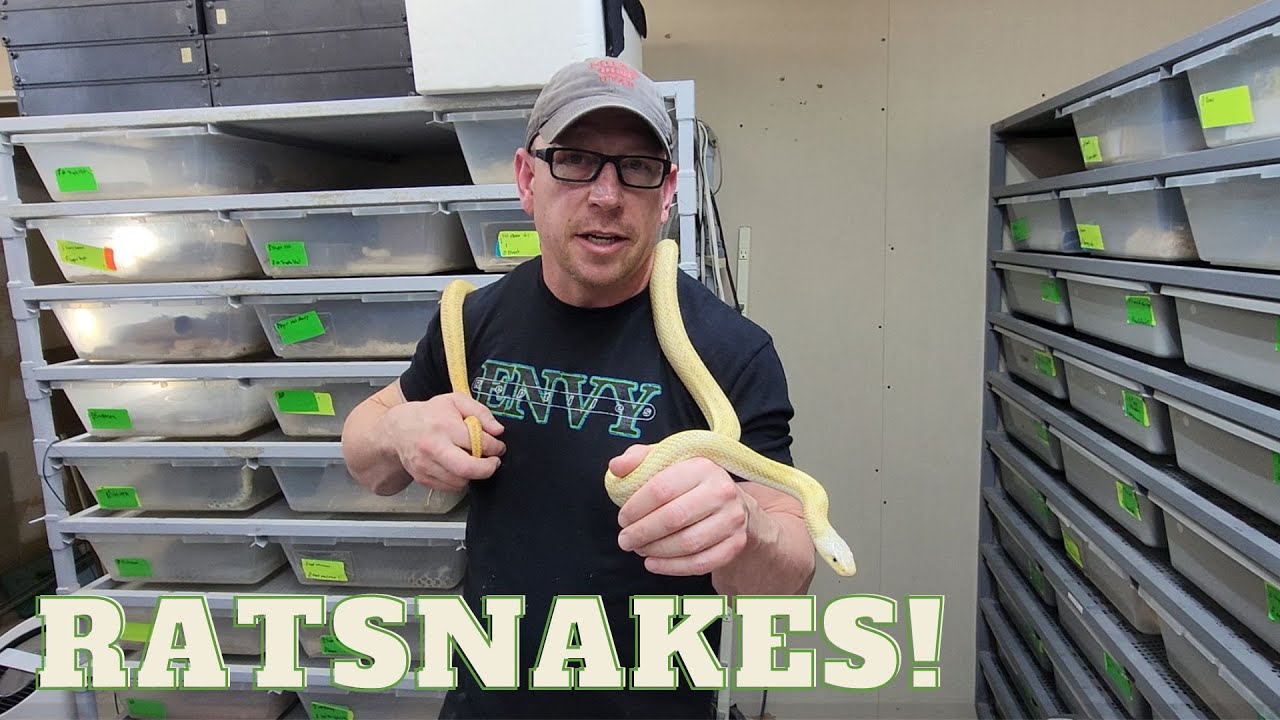 RATSNAKES, Jason Nelson of Envy Reptiles. #snake #reptiles #oscars # ...