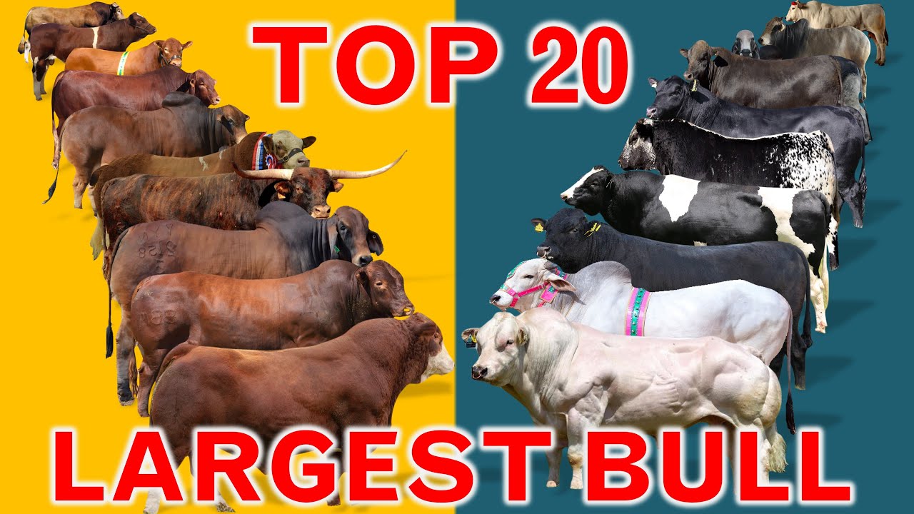 Top 20 Largest Cattle Breeds In The World Country s Large Bulls Breed top-20-largest-cattle-breeds-in-the-world-country-s-large-bulls-breed