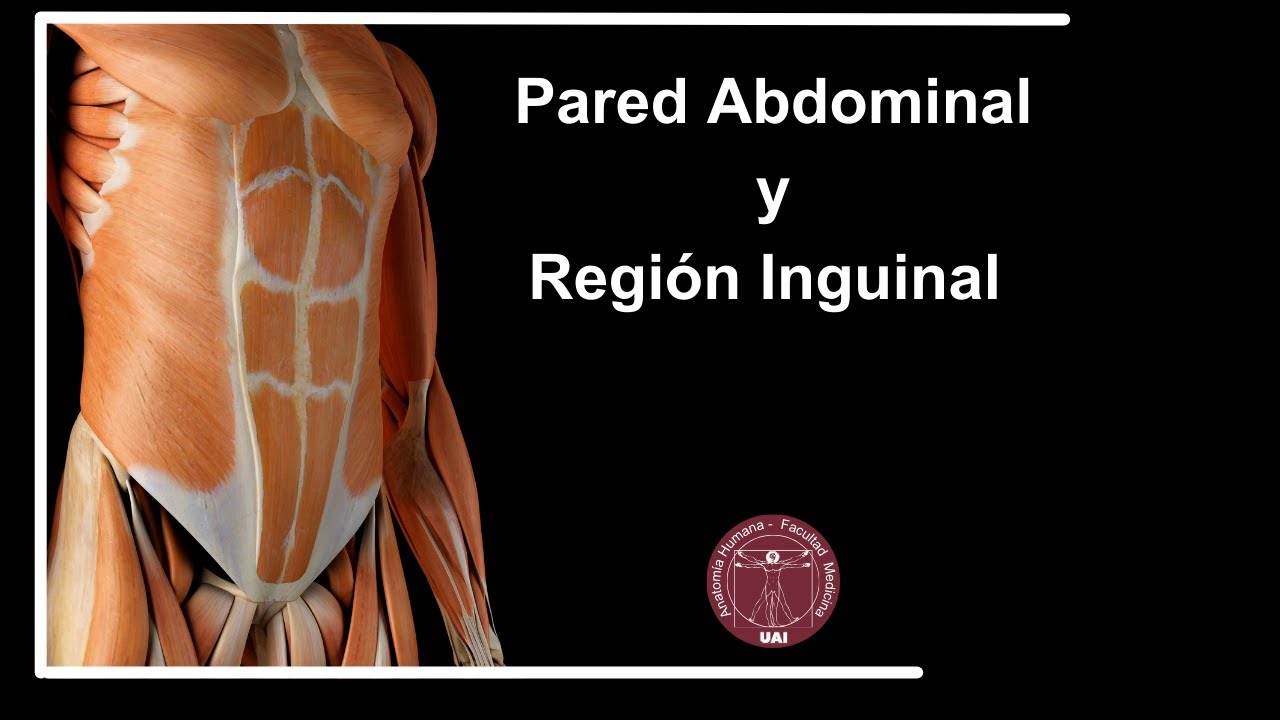 Anatomía UAI Clase 20: Pared Abdominal y Región Inguinal - YouTube
