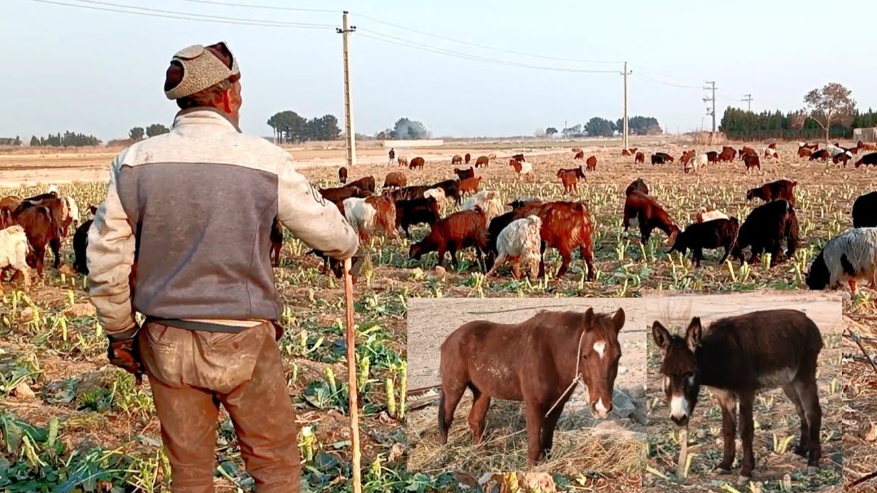 The most beautiful in the village|relaxing parts of the village # ...