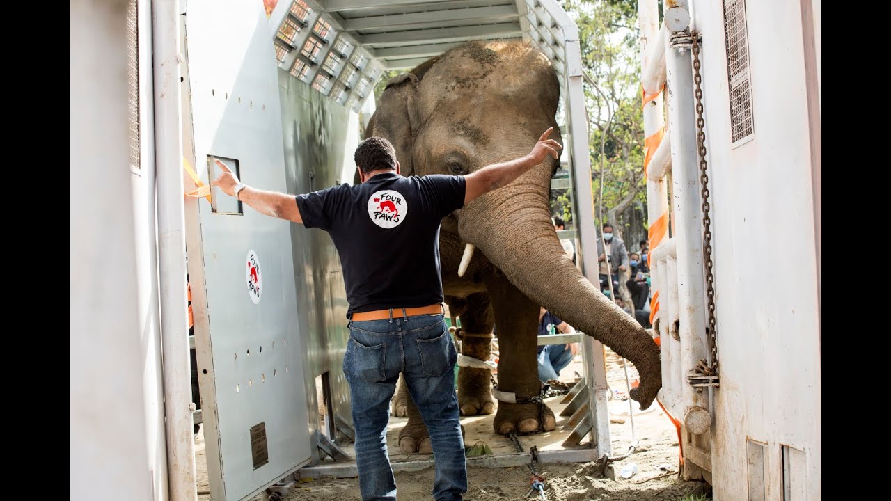 Kavaan the elephant being prepared for his departure to Cambodia ...
